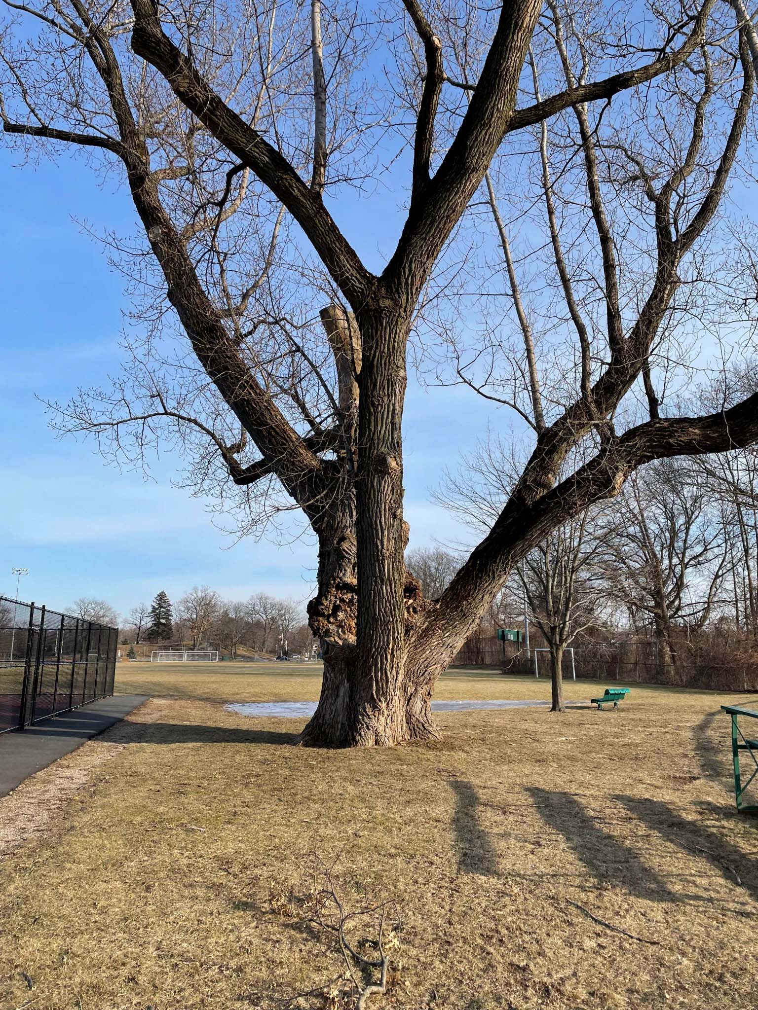 Melrose Tree Project launches hunt for largest trees | Local Headline News